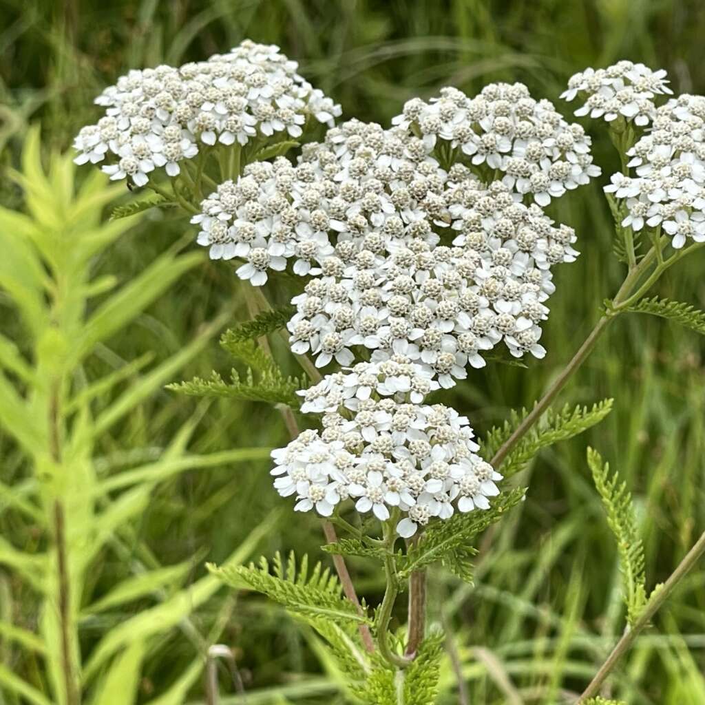 Achillea millefolium – Gino's Nursery