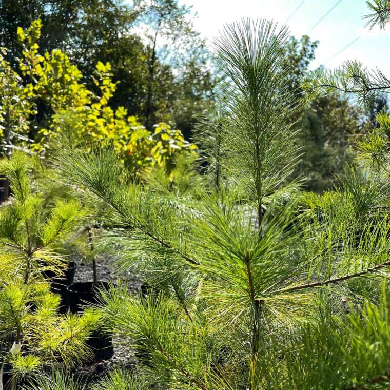Pinus strobus – Gino's Nursery