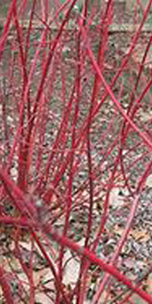 Cornus sericea – Gino's Nursery