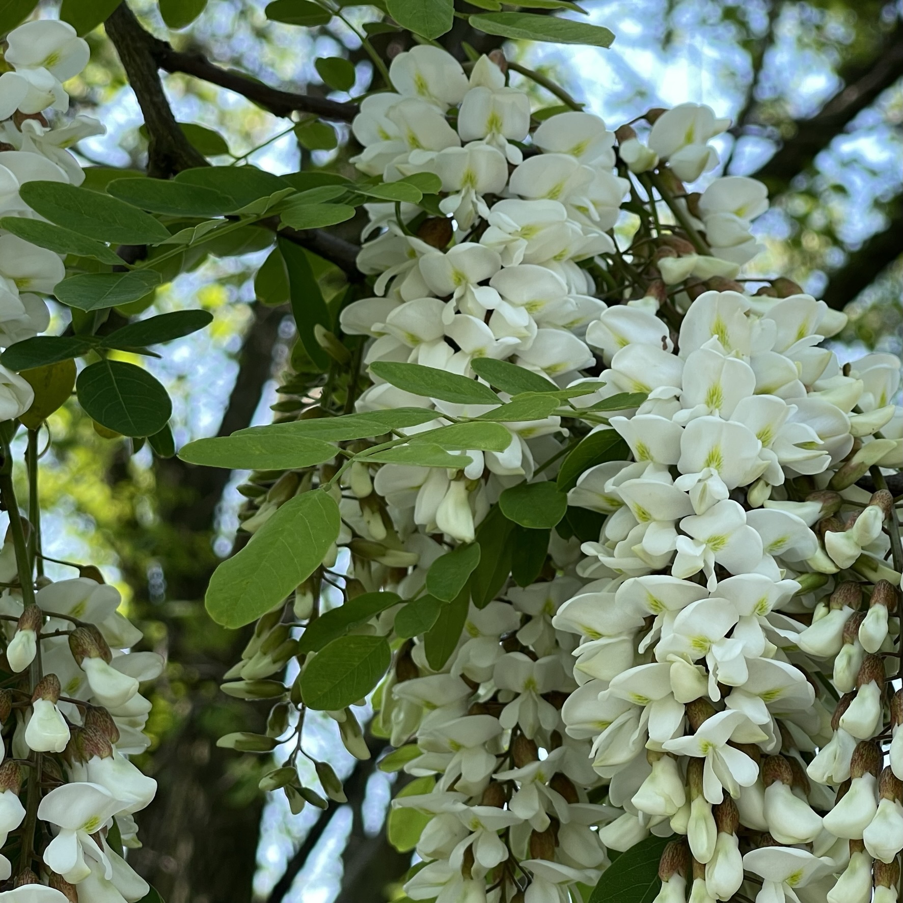Robinia pseudocacia – Gino's Nursery