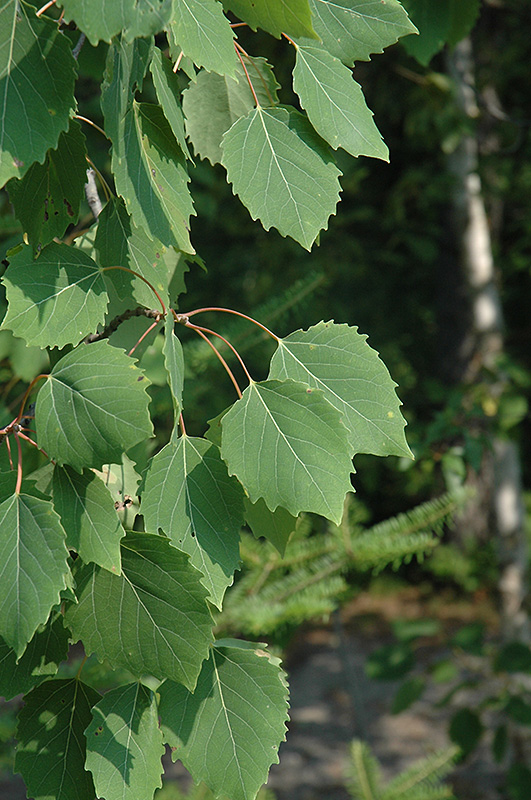 Populus grandidentata – Gino's Nursery